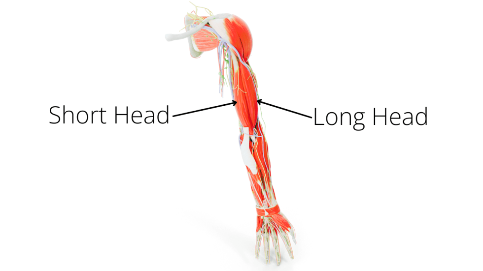 8 of the Best Short Head Bicep Exercises to Build Your Arms - Outdoor ...